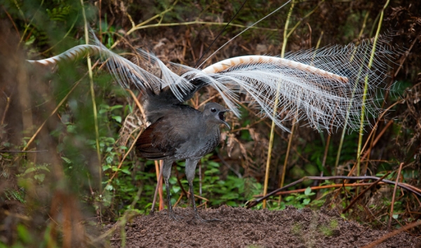 Song Thief | Observations of The Urban Spaceman